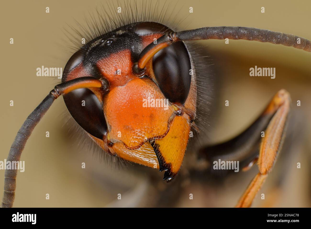 Asian hornet hi-res stock photography and images - Alamy