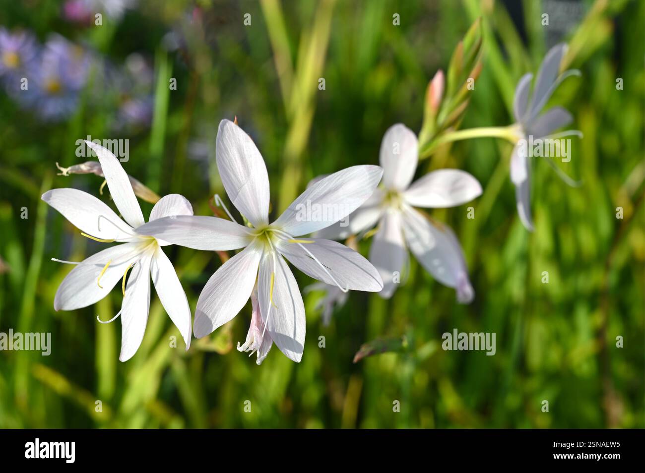 White autumn flowers of crimson flag lily (white form) also known as ...