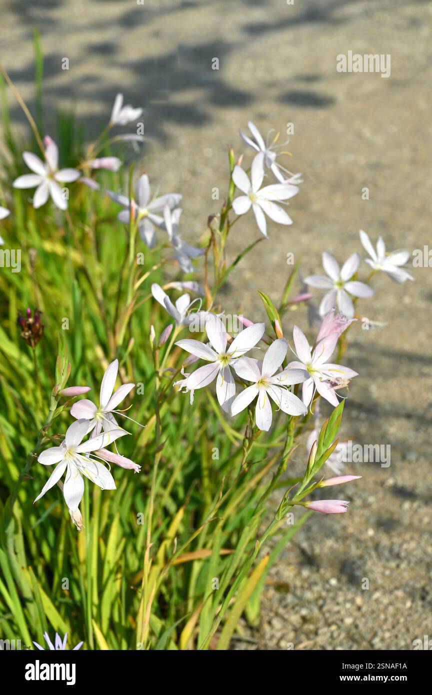 White autumn flowers of crimson flag lily (white form) also known as ...
