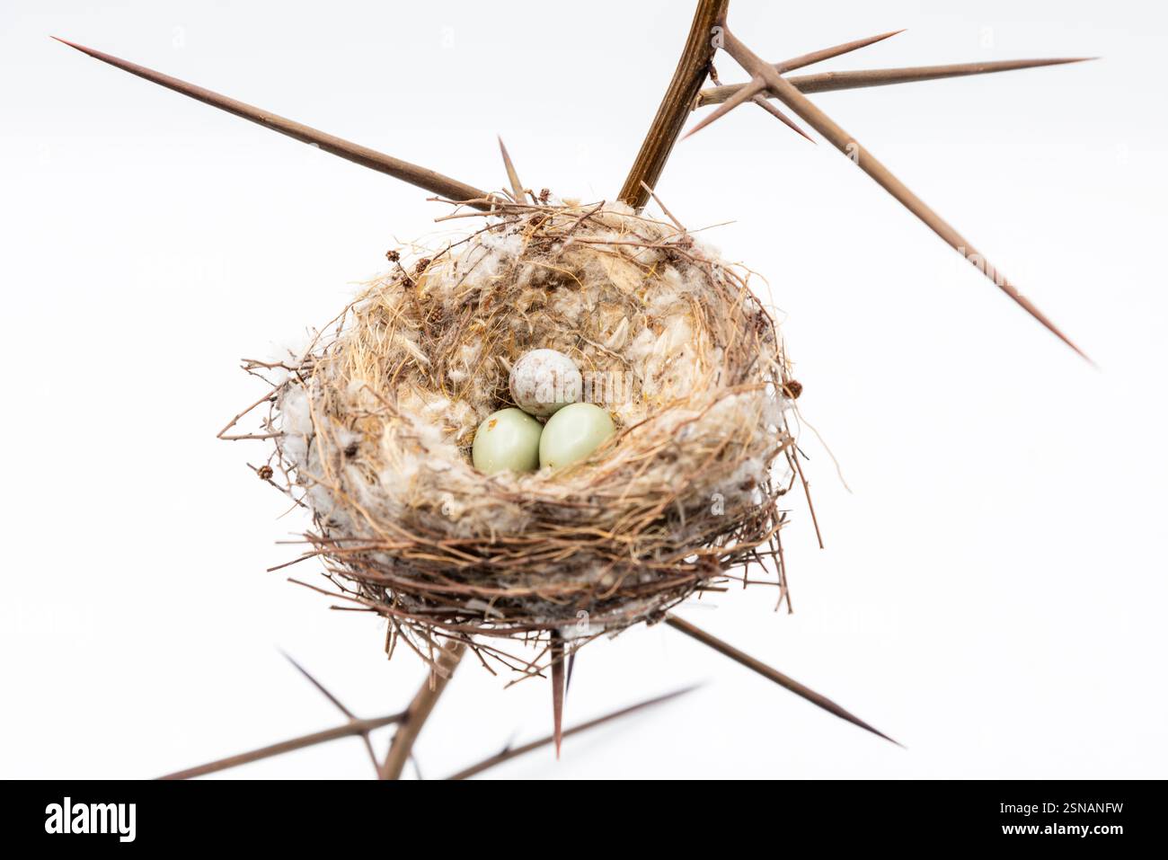 Nido natural de aves entre la ramas de una acacia, aislado en blanco ...