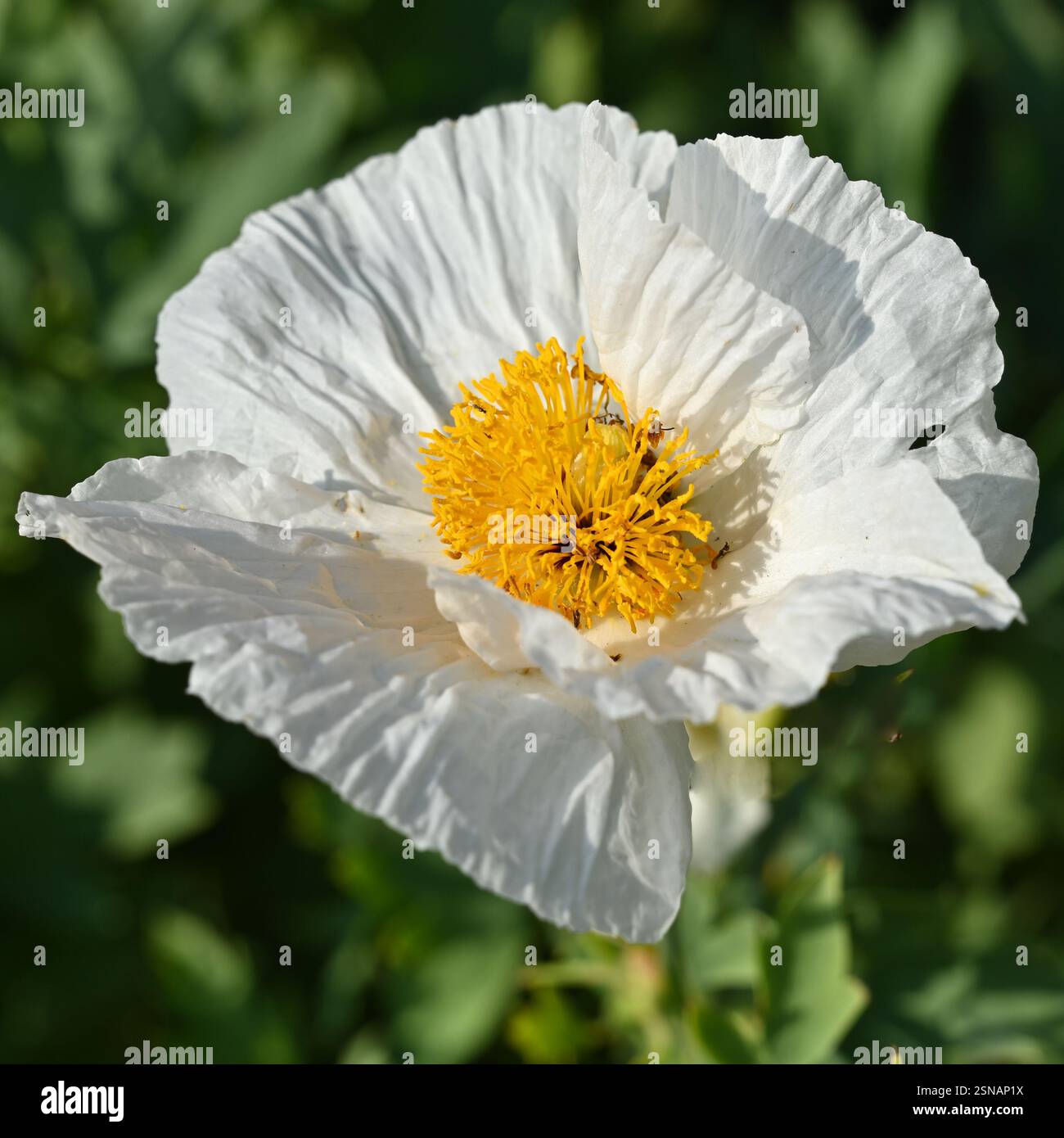 Poppy flower desert hi-res stock photography and images - Alamy