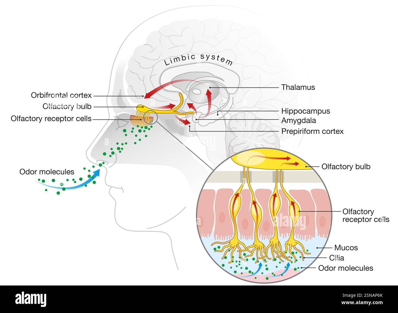 The sense of smell detects airborne molecules via olfactory receptors ...