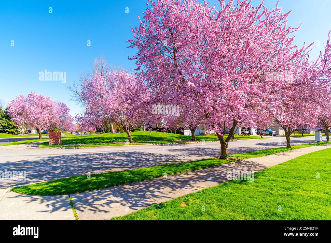 Flowering pink cherry blossom trees on a serene street in a suburban ...
