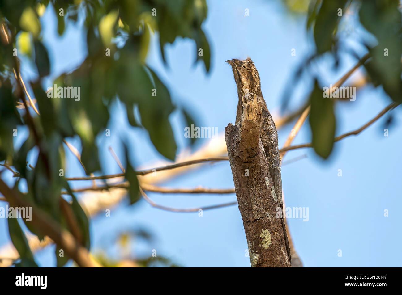 Common Potoo (Nyctibius griseus) in the rainforest at Cristalino ...