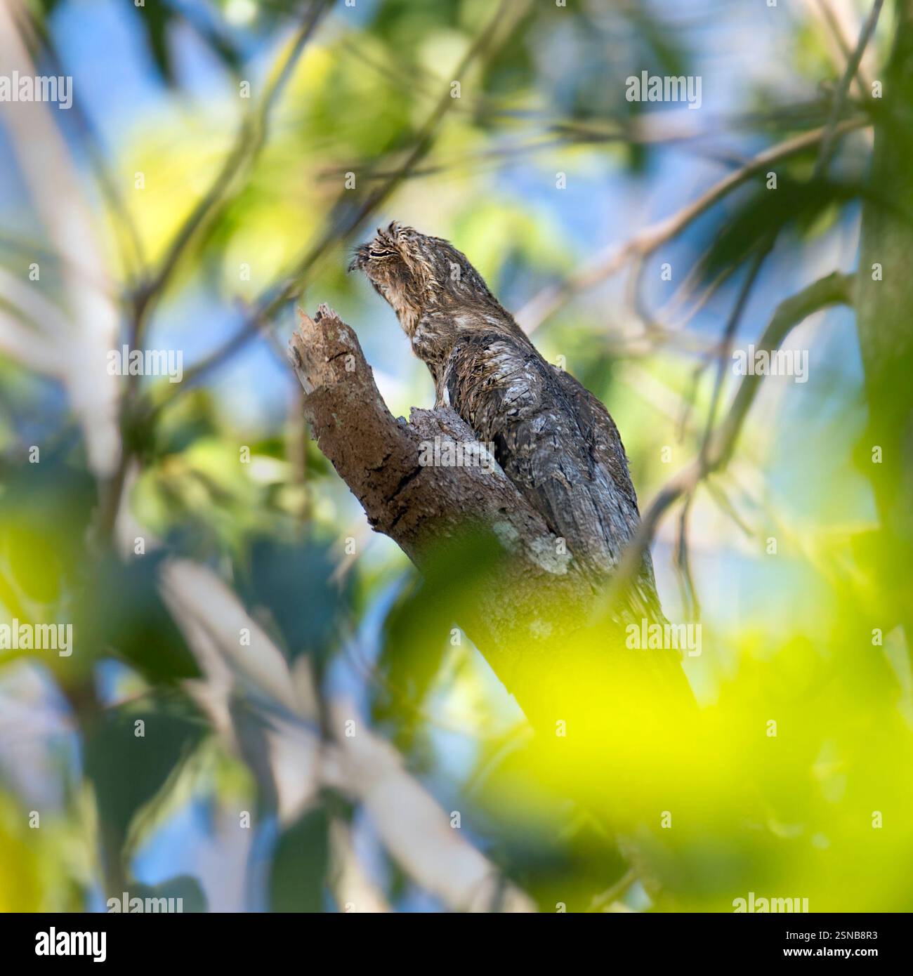 Common Potoo (Nyctibius griseus) in the rainforest at Cristalino ...