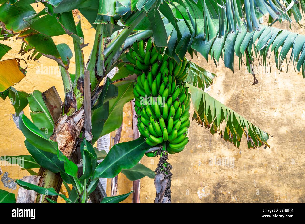 Tropical bananas tree hi-res stock photography and images - Alamy