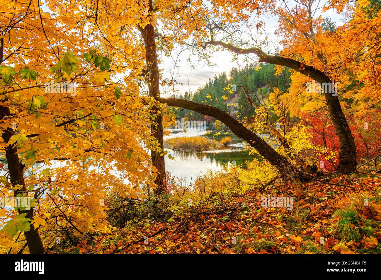 Plantes ferry hi-res stock photography and images - Alamy
