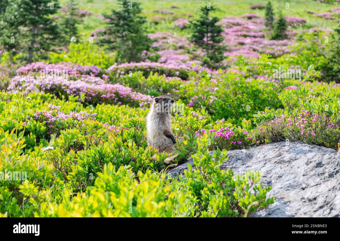 Capybara outdoor. Wild animal in zoo. Groundhog in park. Rodent animal ...