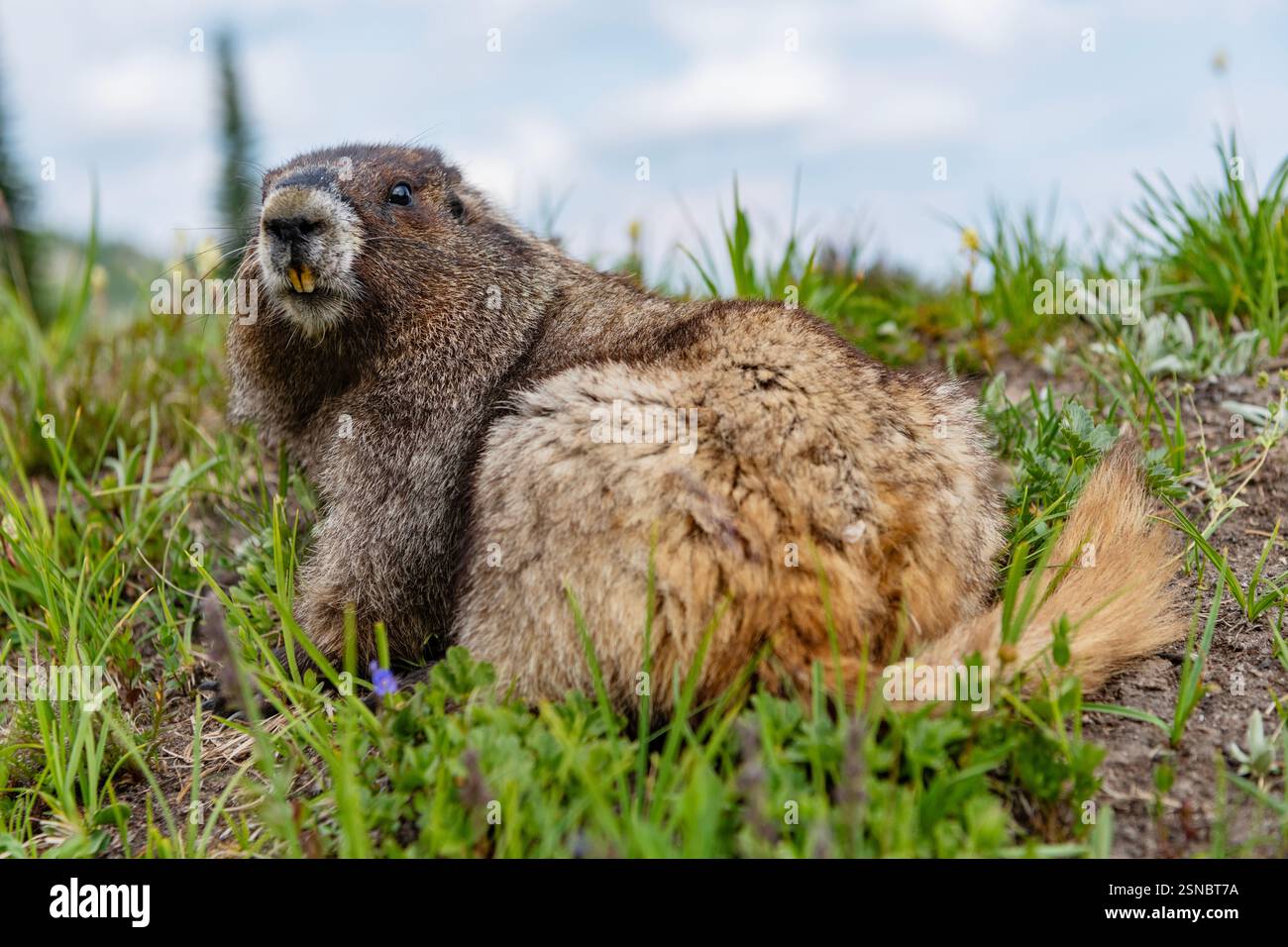 South American capybara. Wild animal in nature. Groundhog at zoo ...