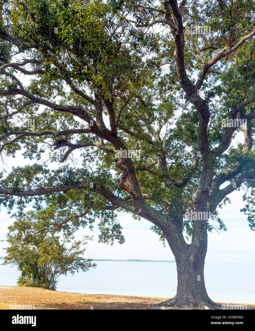 Southern Oak Tree by the Bay Stock Photo - Alamy