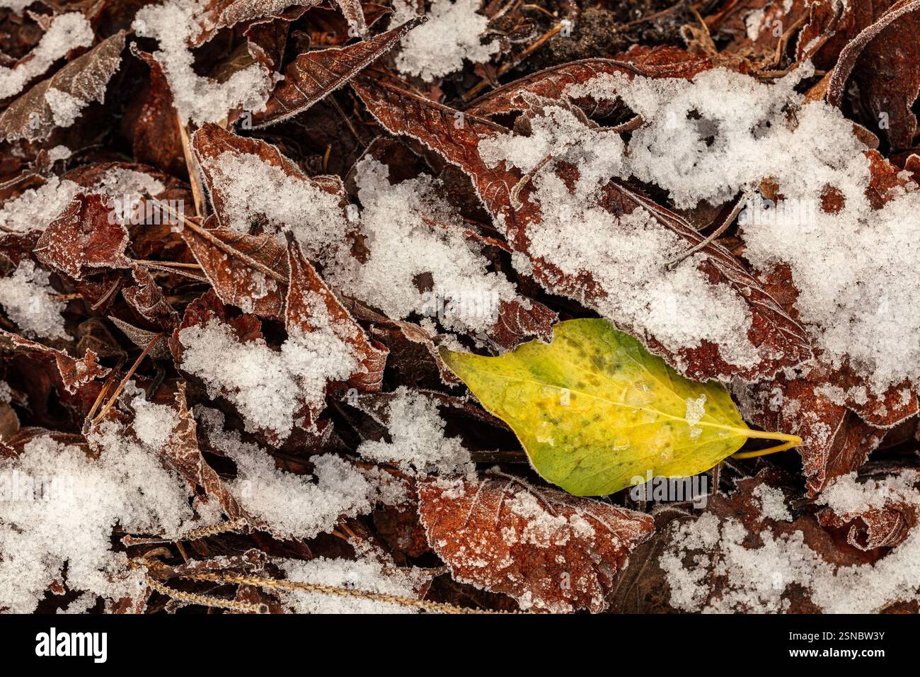 Intimate, semi-abstract, close up natural still life of leaves trapped by overnight frost ...