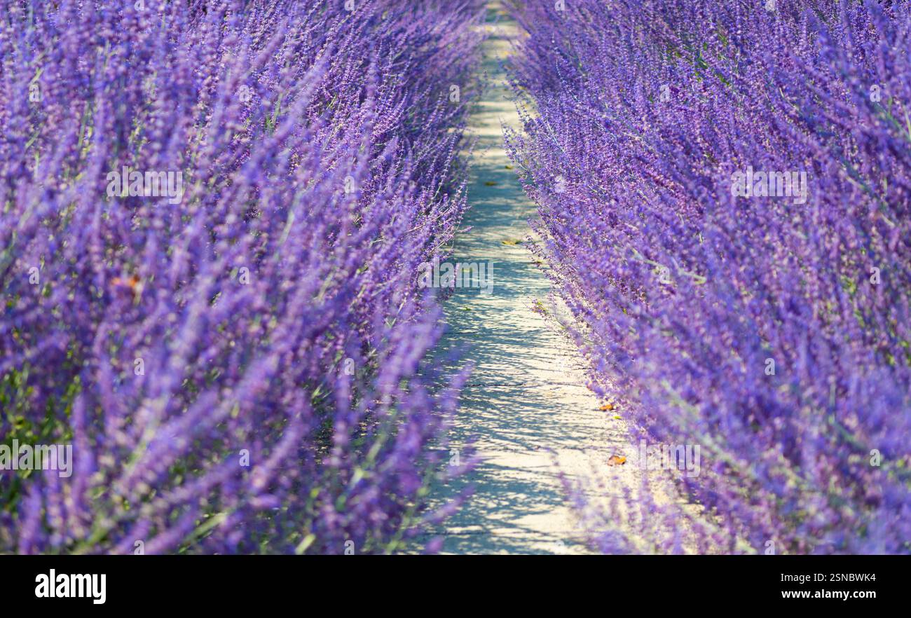 Blooming flower field. Field of lavender. Lavender flower in summer ...
