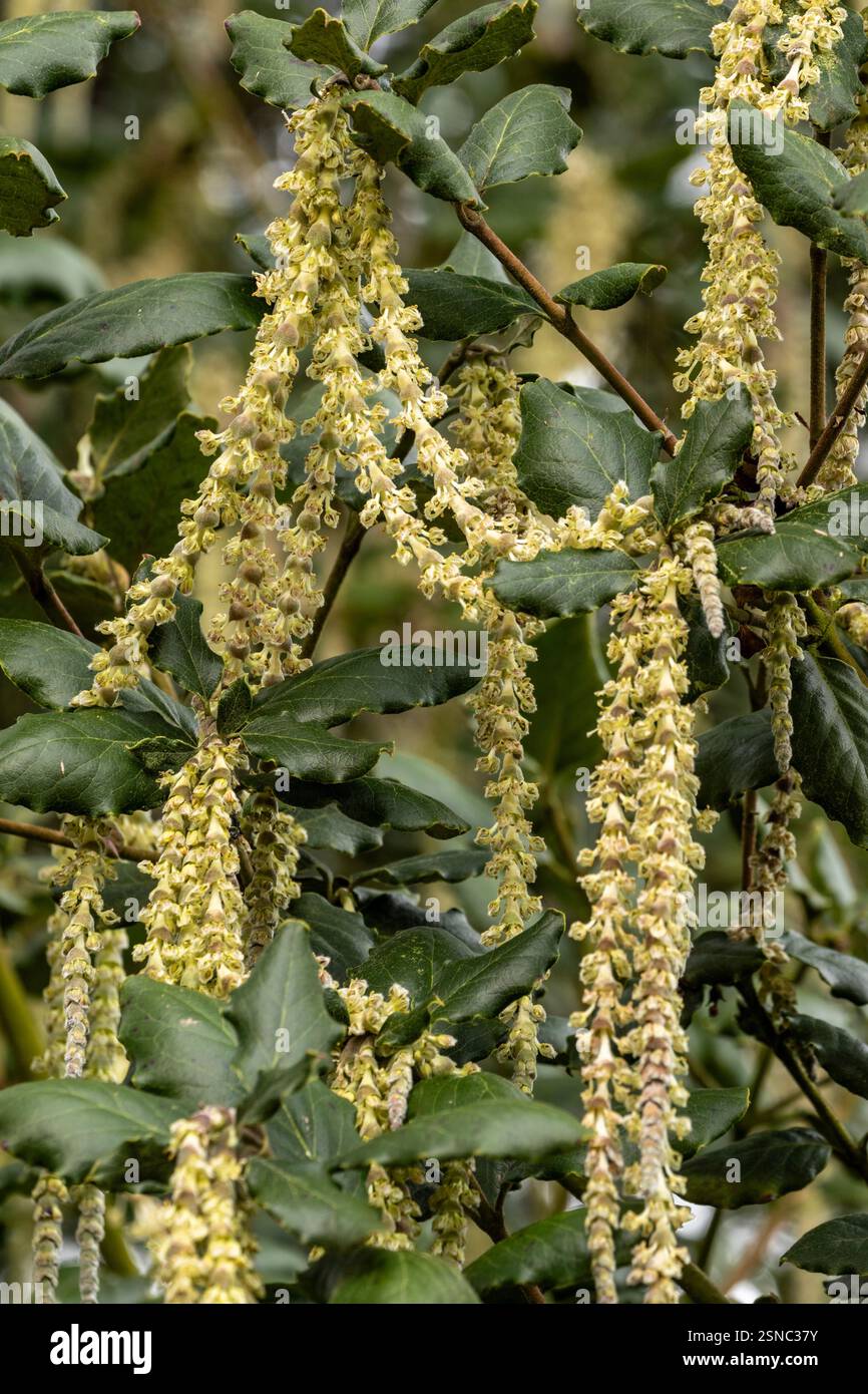 Natural close up plant portrait of the stunning long catkins of Garrya ...