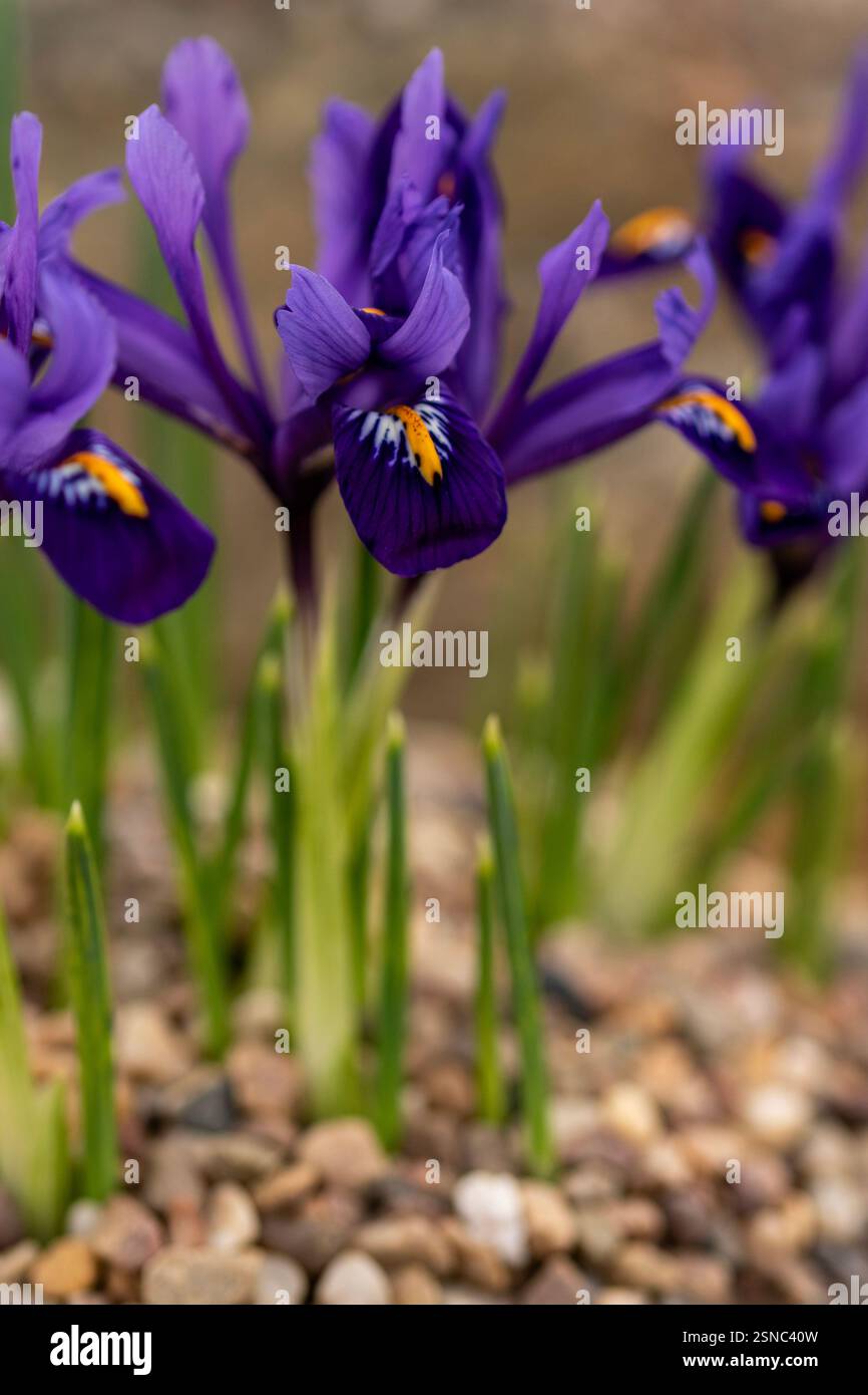 Natural close up flowering plant portrait of Iris Pixie, blooming in ...