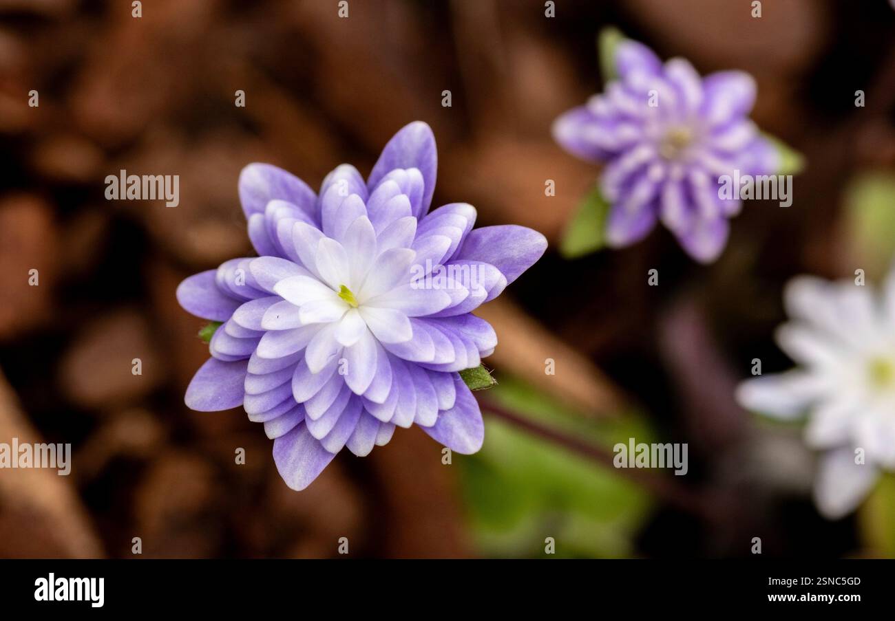 Natural very close up flowering plant portrait of the brilliant and ...