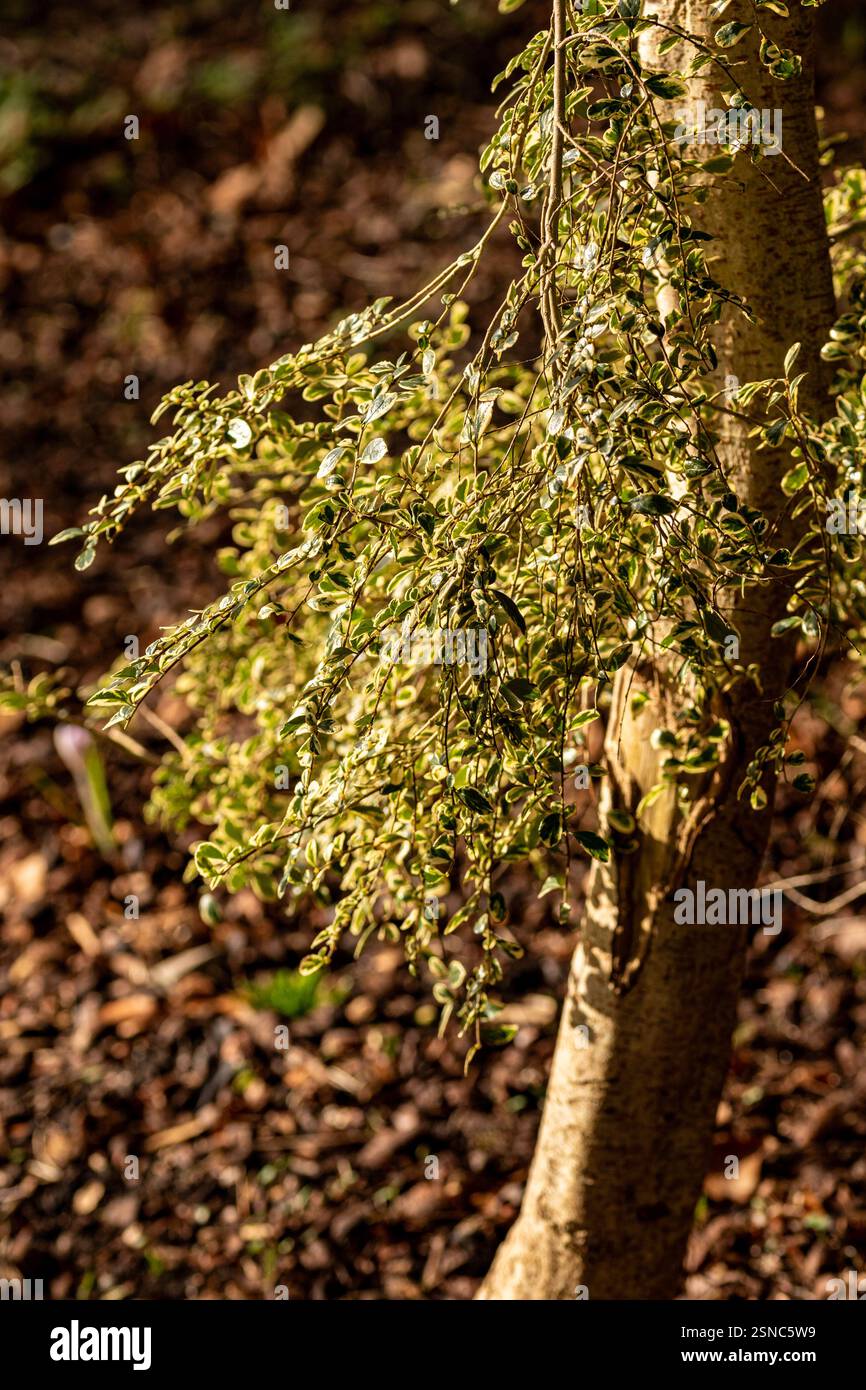Delightful small tree Azara microphylla variegated (variegated box-leaf ...