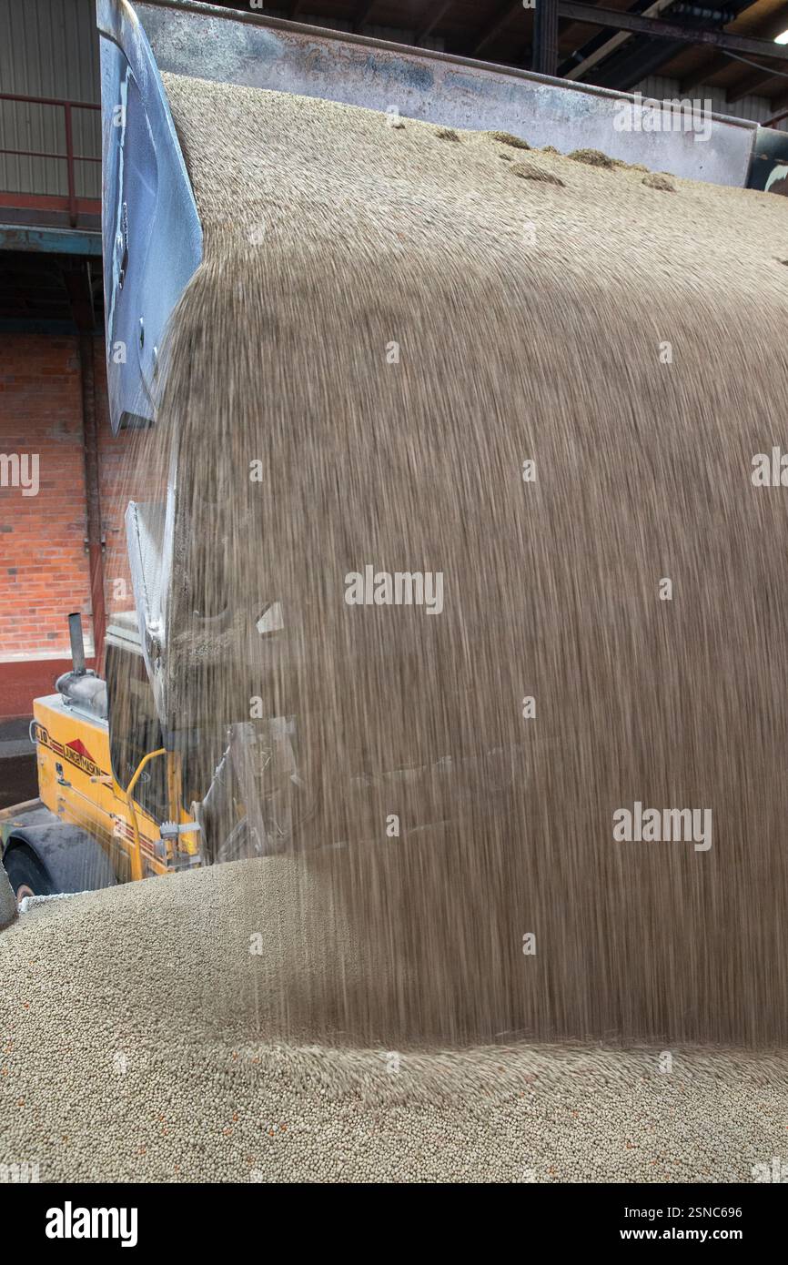 Shovel dumping fertilizer in a silo. At a distribution and storage ...