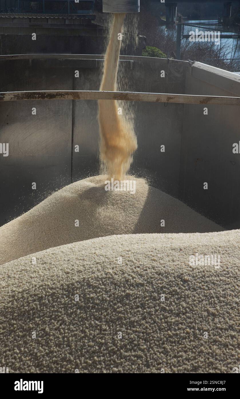 Pooring fertilzer in a truck trailer. At a distribution and storage ...