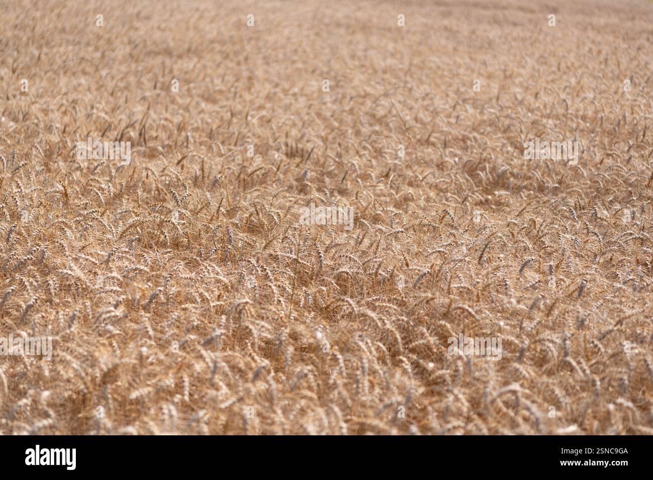 Agricultural field view on wheat in a picturesque summer scenery. Crop ...