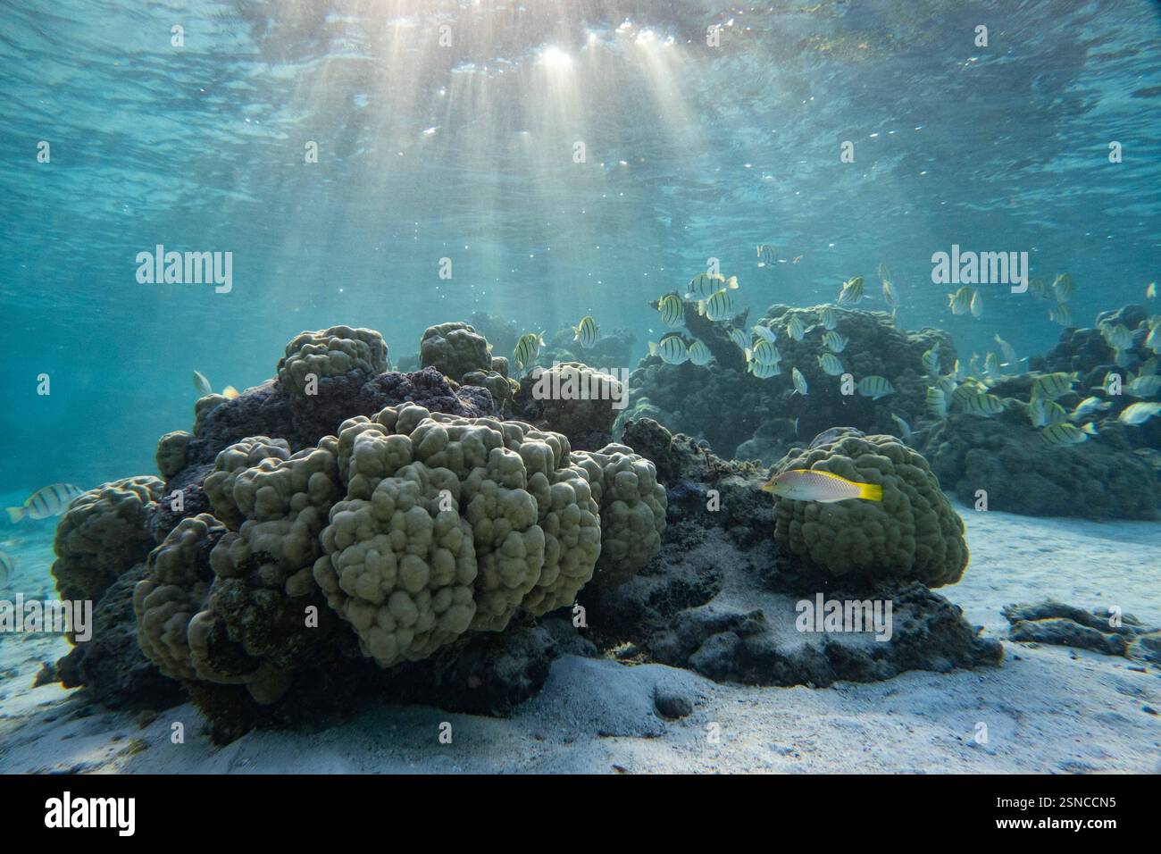 Sunrise on a Coral Reef in French Polynesia Stock Photo - Alamy