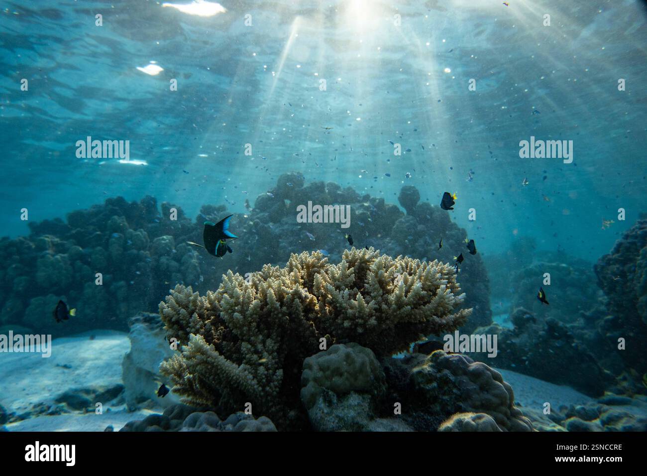 Sunrise on a Coral Reef in French Polynesia Stock Photo - Alamy
