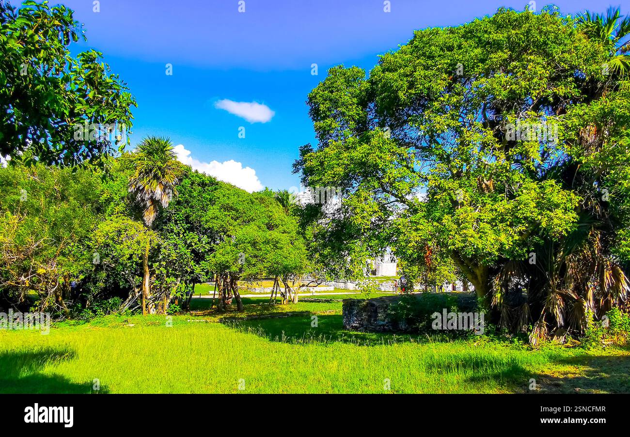 Tropical natural jungle forest palm trees at the ancient Tulum ruins ...