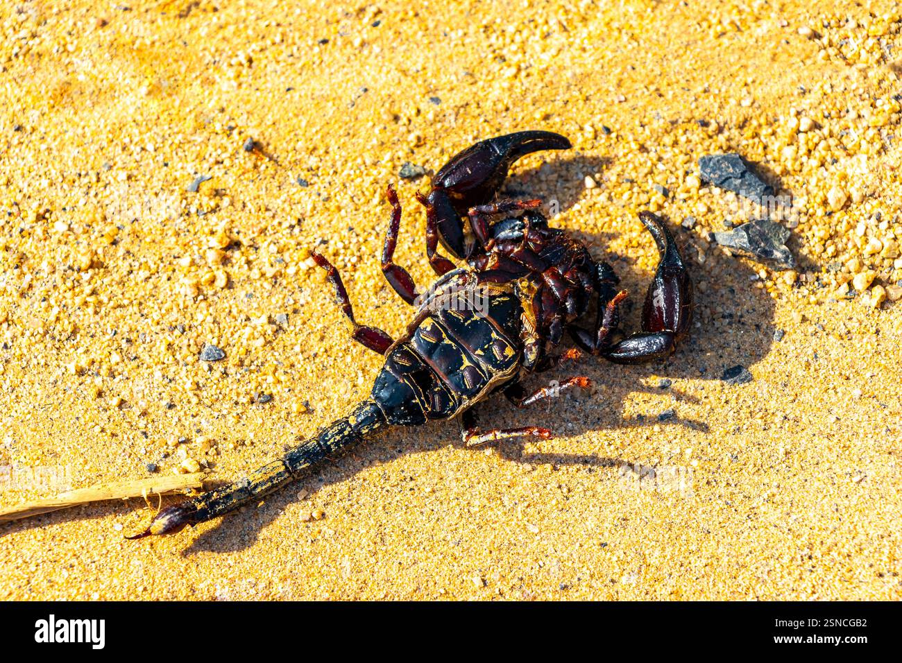 Dead flat black scorpion with ants on the street in Khao Lak Amphoe ...