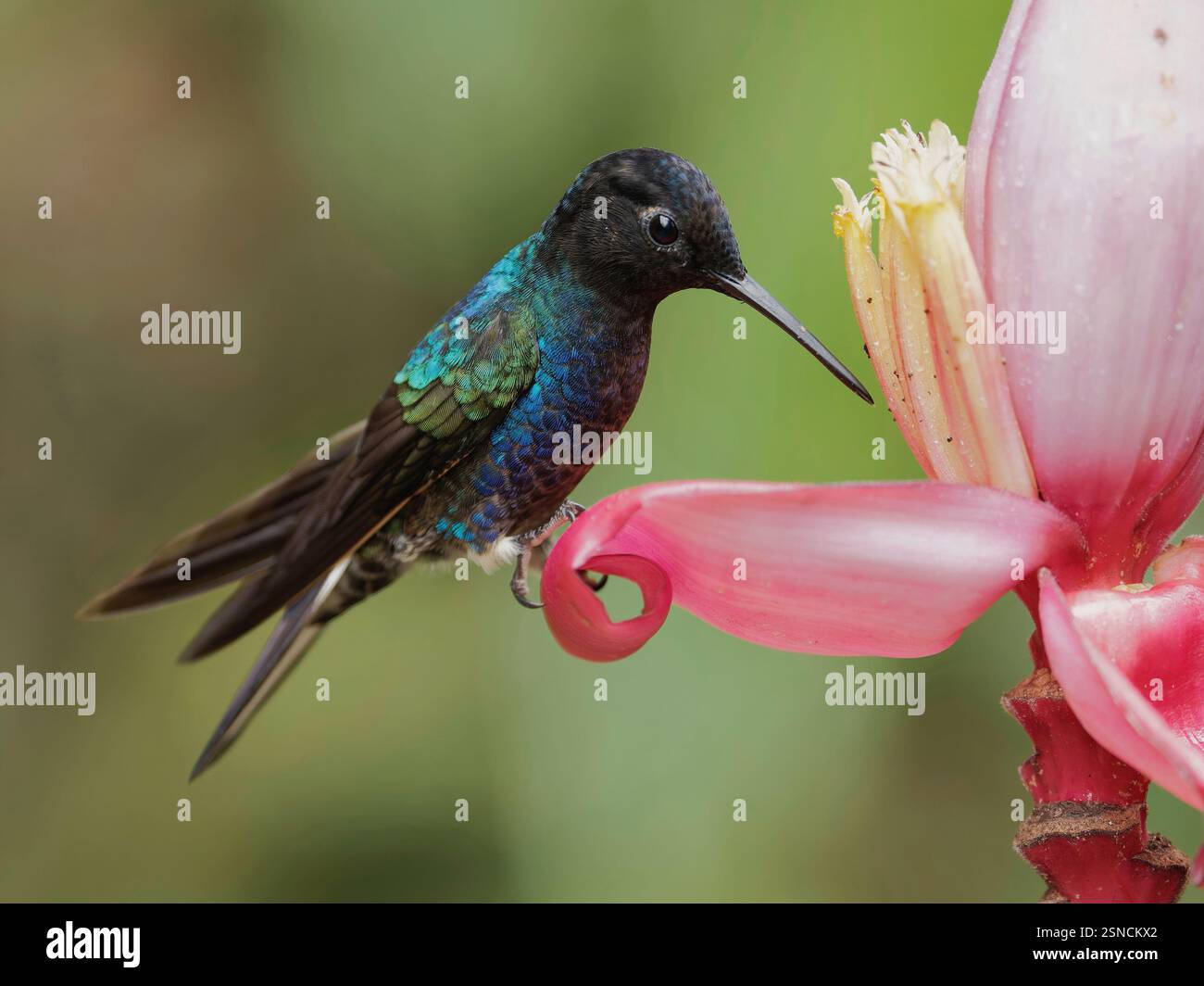 Velvet Purple Cornet Stock Photo - Alamy
