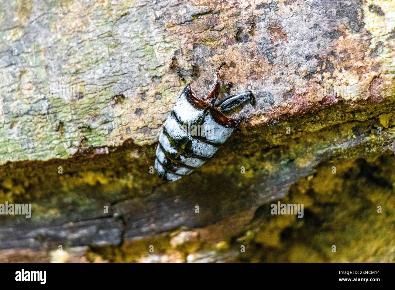 Dead insect is decomposed by ants in Khao Lak Amphoe Takua Pa Phang Nga ...