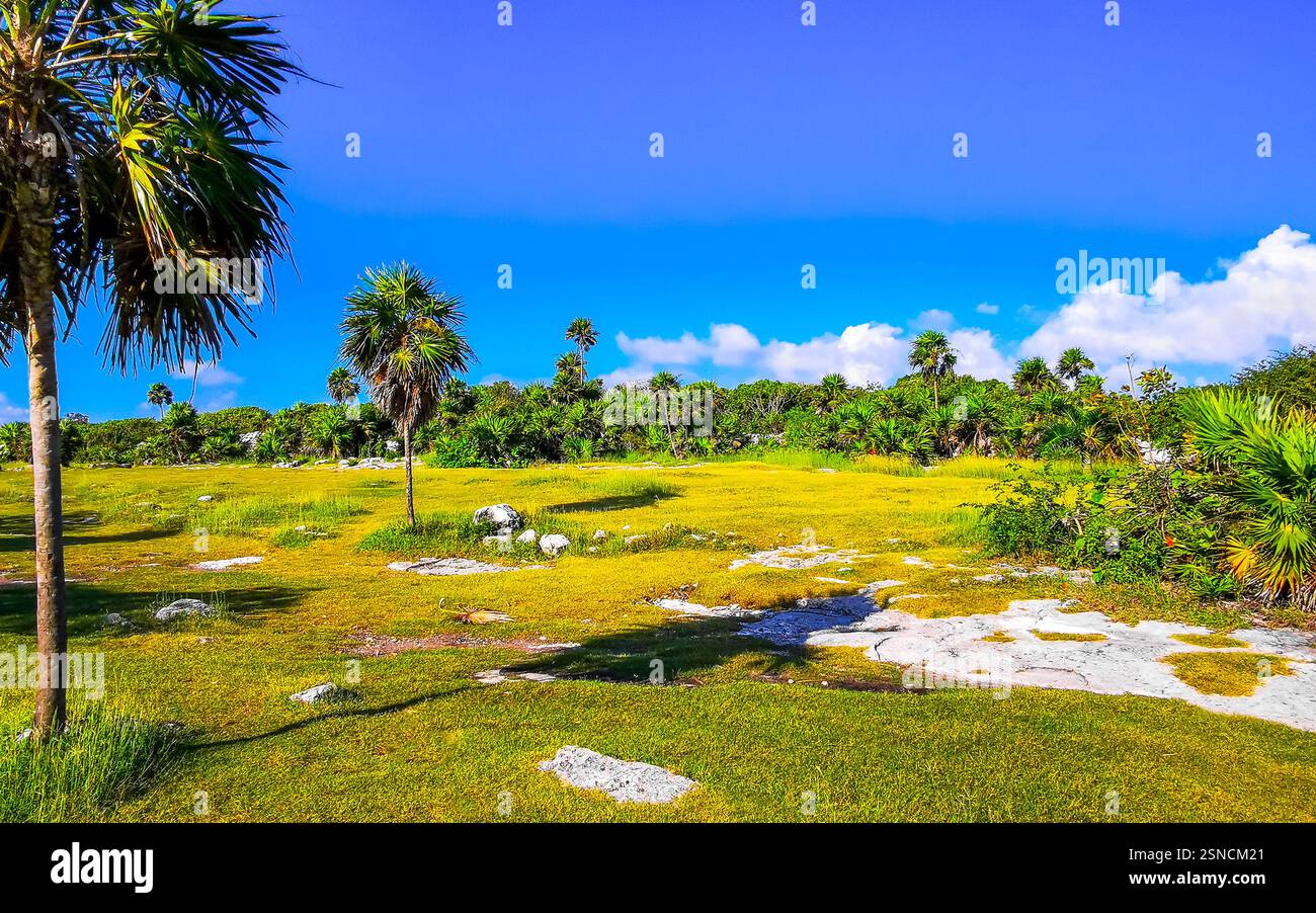 Tropical natural jungle forest palm trees at the ancient Tulum ruins ...