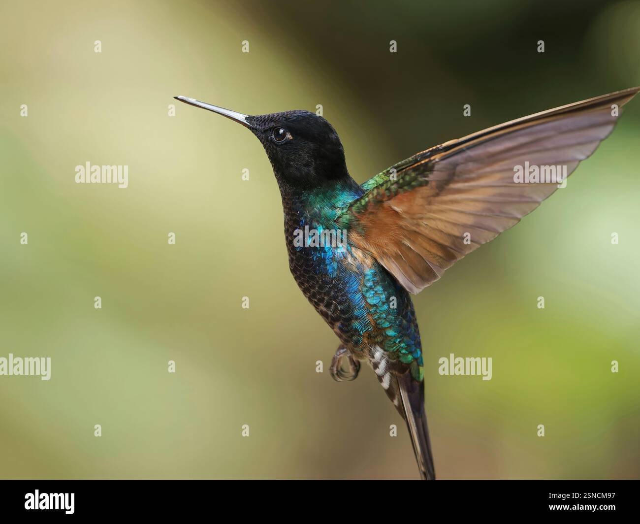 Velvet Purple Cornet Stock Photo - Alamy