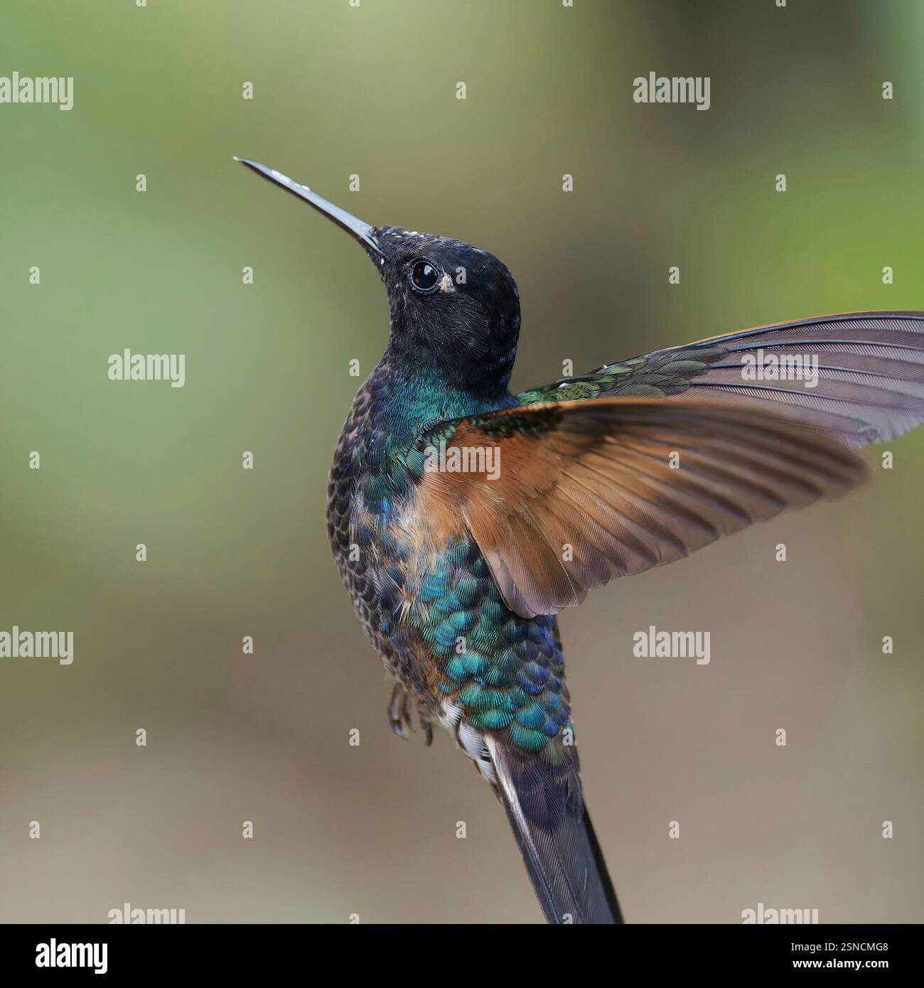 Velvet Purple Cornet Stock Photo - Alamy