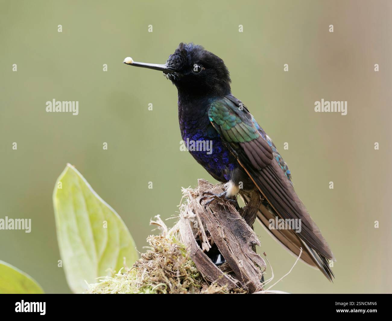 Velvet Purple Cornet Stock Photo - Alamy