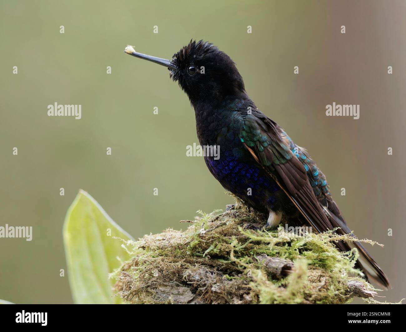 Velvet Purple Cornet Stock Photo - Alamy