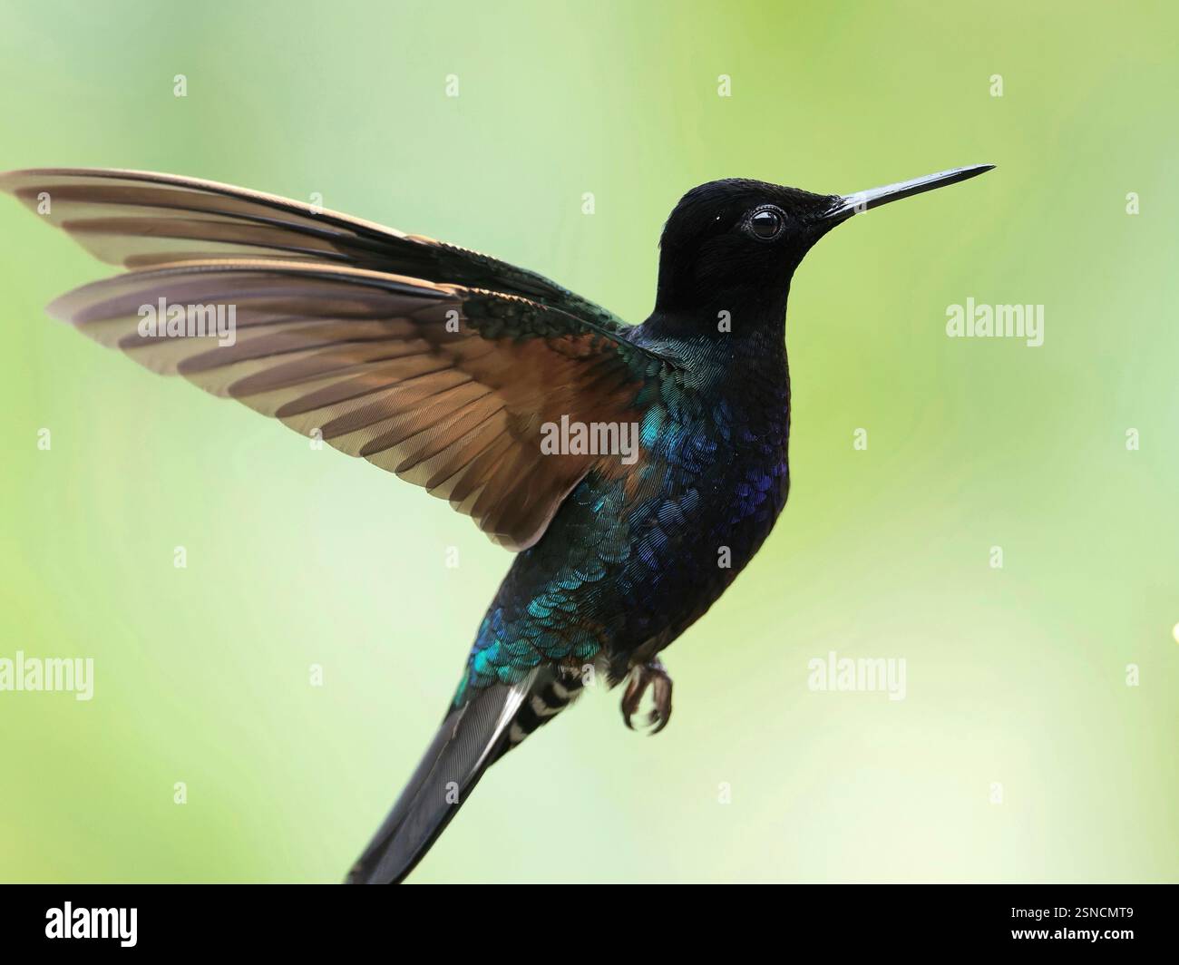Velvet Purple Cornet Stock Photo - Alamy