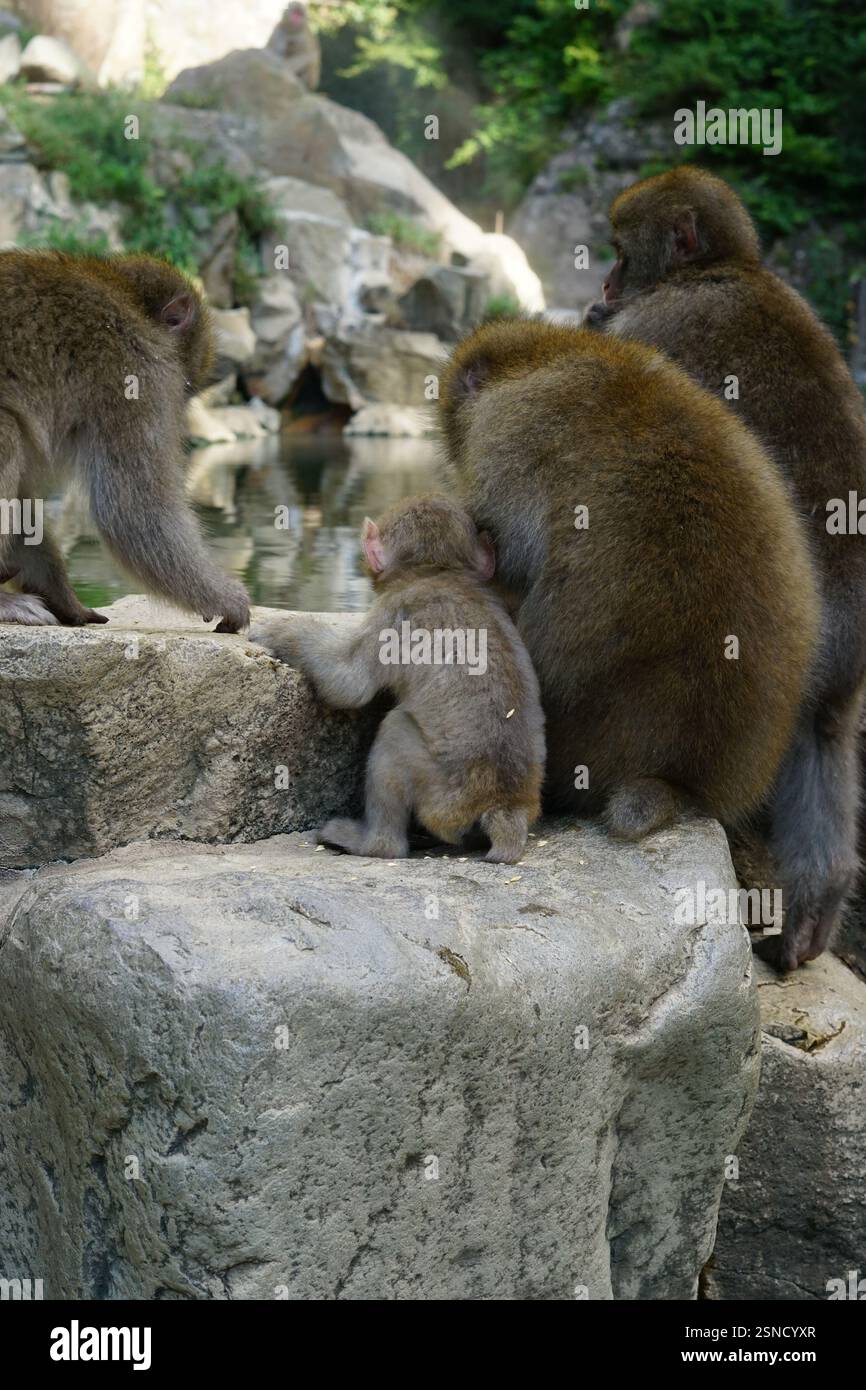 Japanese macaques (Macaca fuscata) in their natural habitat at ...