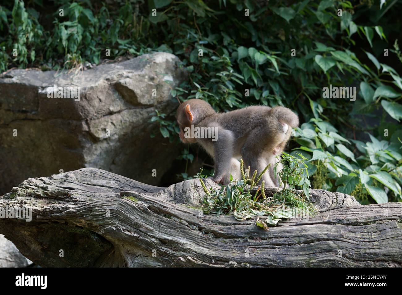 Japanese macaques (Macaca fuscata) in their natural habitat at ...