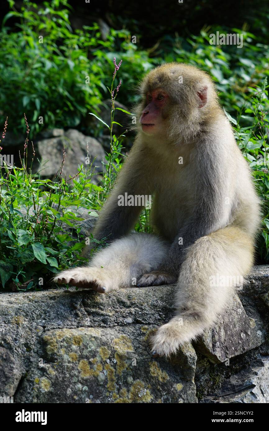 Japanese macaques (Macaca fuscata) in their natural habitat at ...