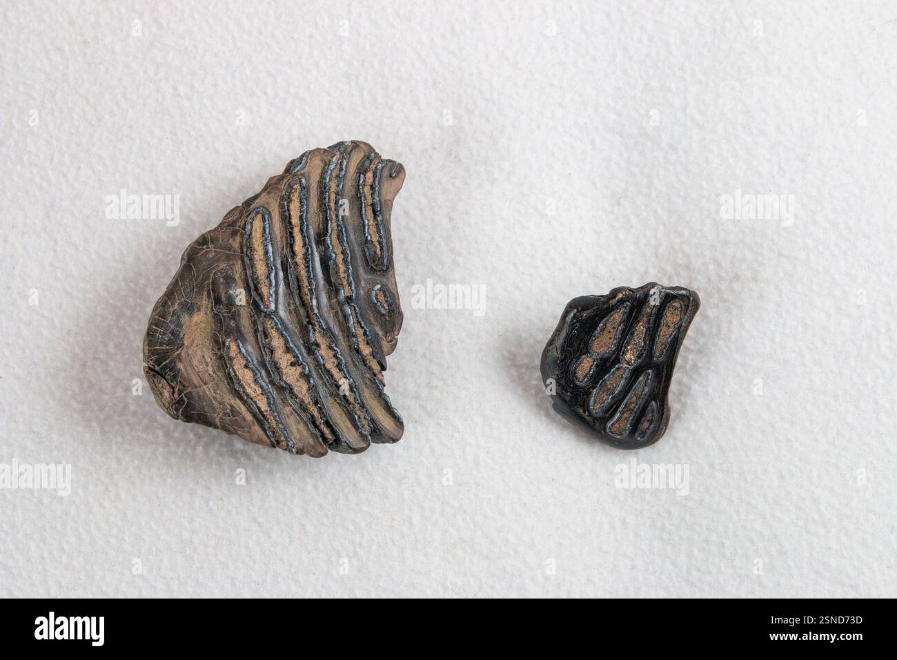 rehistoric doggerland dutch fossils of teeth and jaw bones of megafauna ...