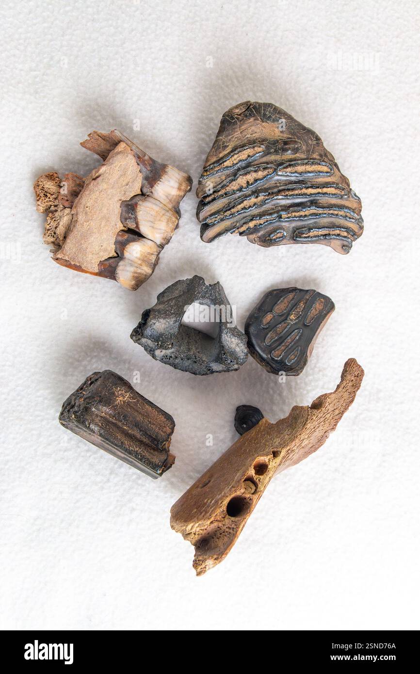 Prehistoric doggerland dutch fossils of teeth and jaw bones of ...