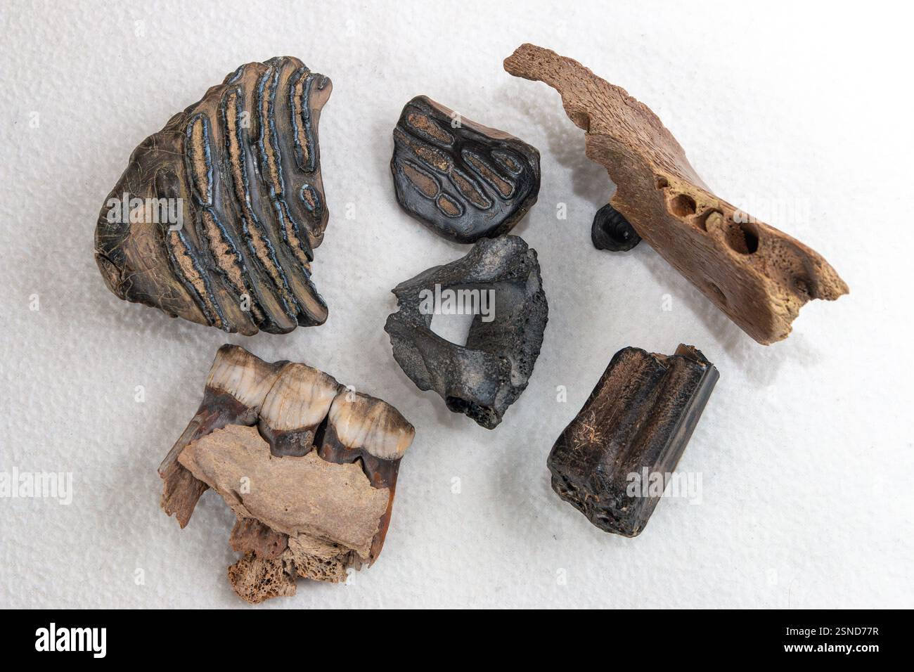 Prehistoric doggerland dutch fossils of teeth and jaw bones of ...