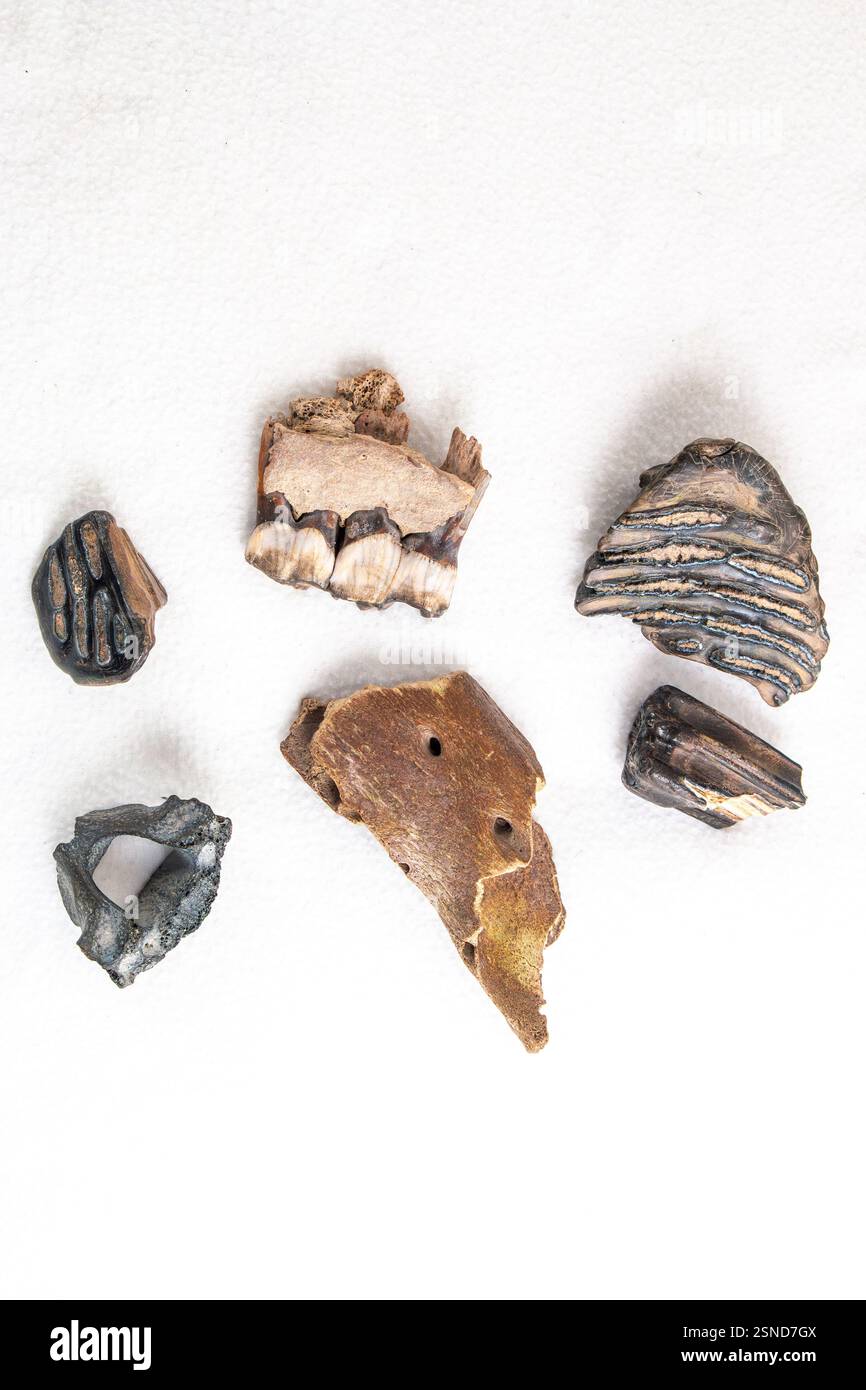 Prehistoric doggerland dutch fossils of teeth and jaw bones of ...