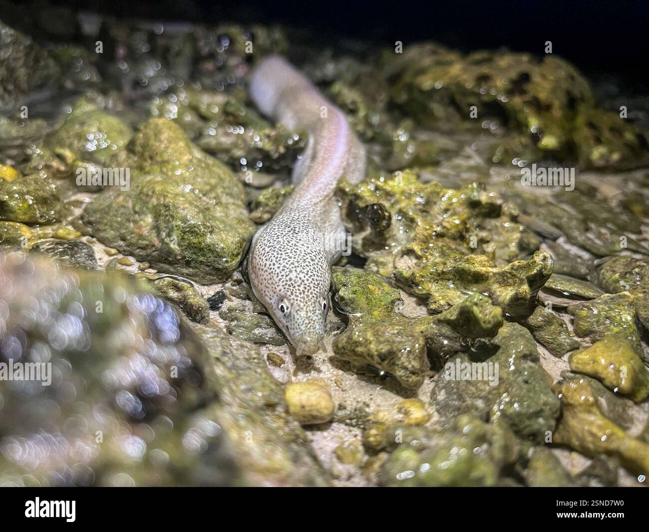 Eel hunting hi-res stock photography and images - Alamy