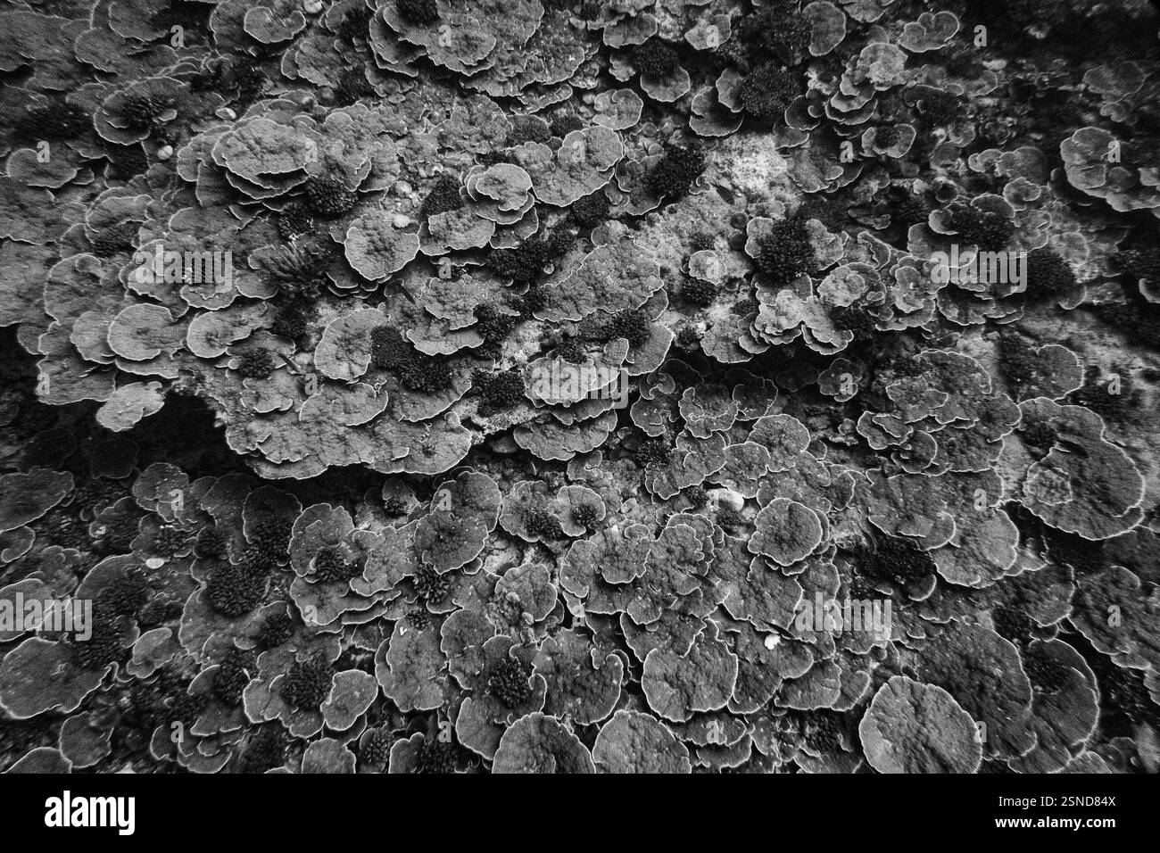 Rose coral hi-res stock photography and images - Alamy