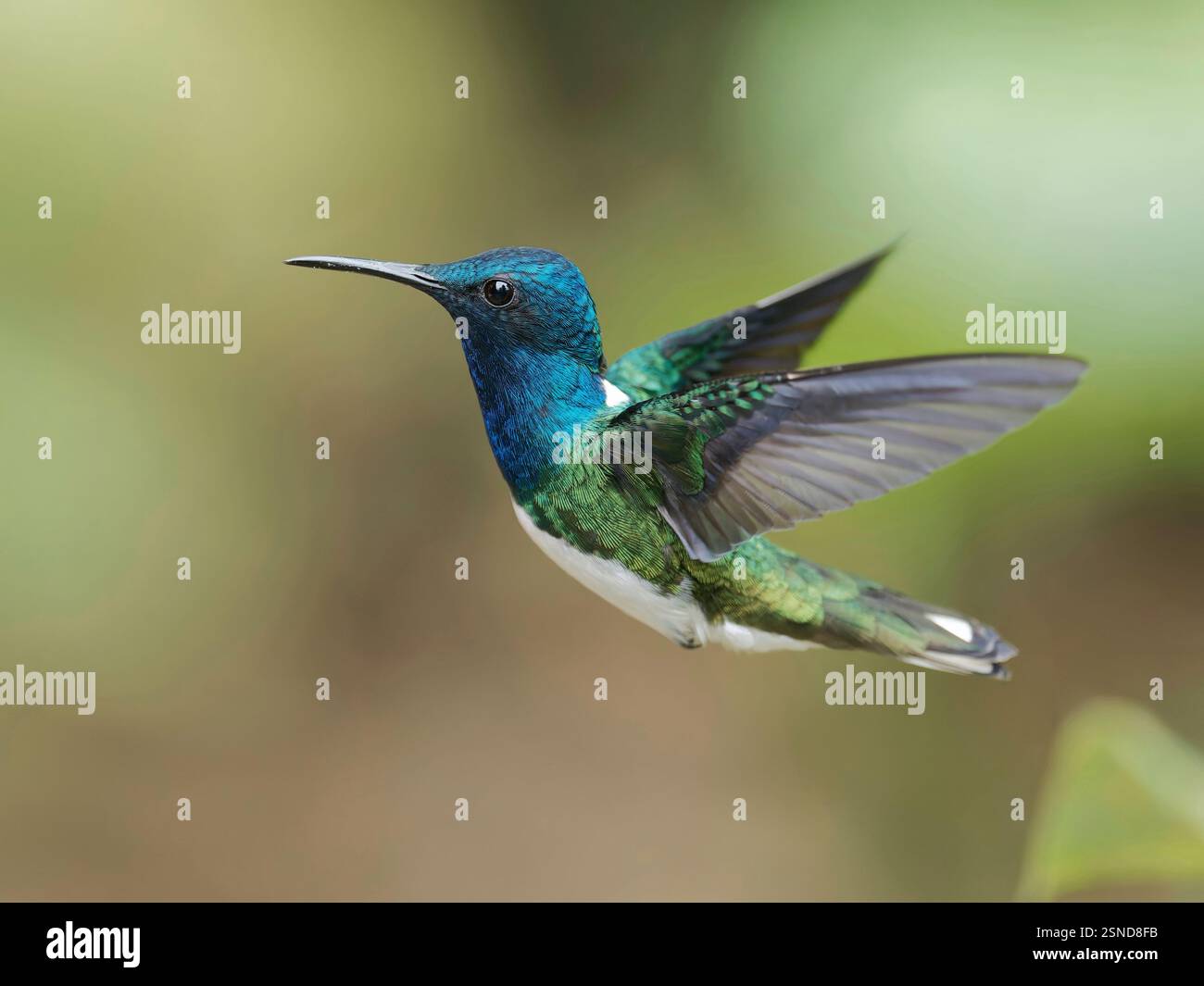 White Necked Jacobin Stock Photo - Alamy