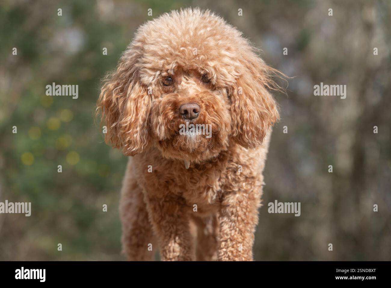 cockapoo dog walking towards camera Stock Photo - Alamy