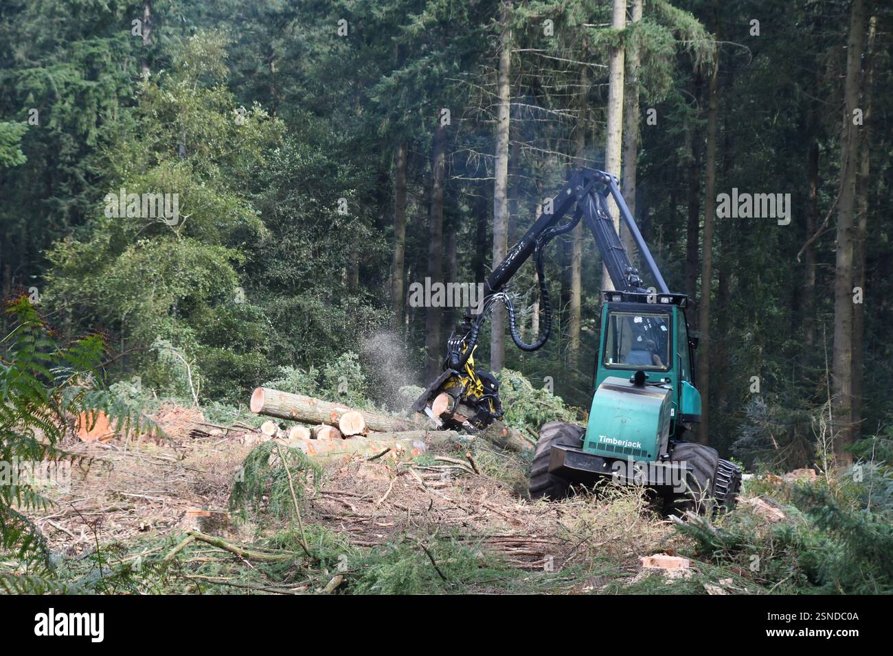 Trunks of coniferous trees in a forestry wood being cut to shorter ...