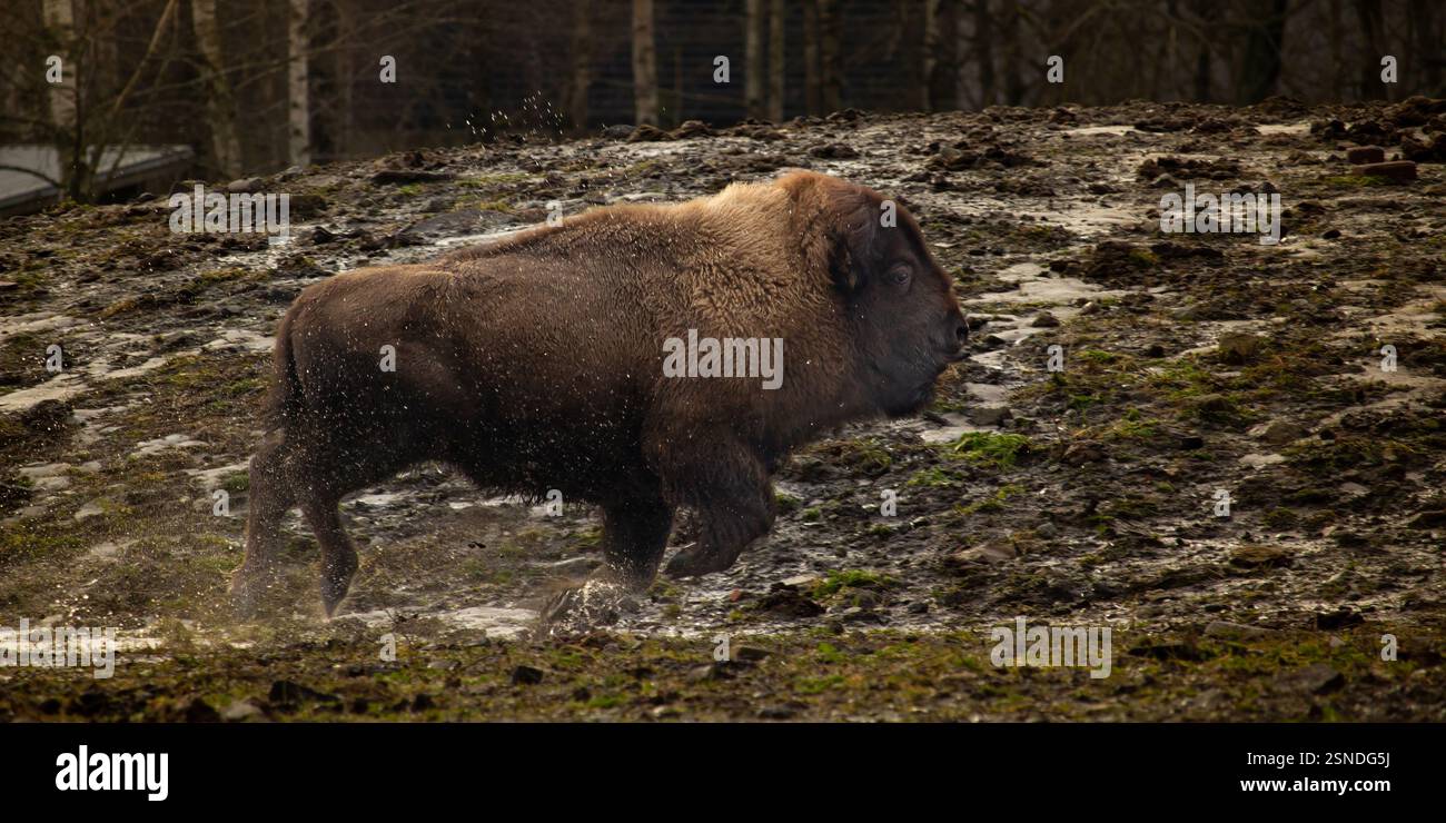 An American Bison Running. spring time Stock Photo - Alamy