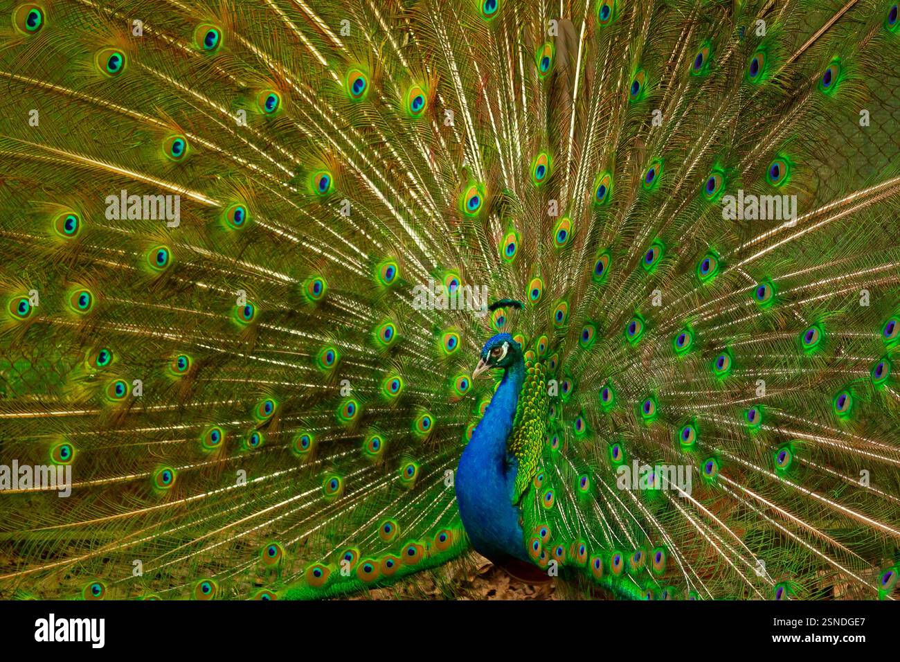 Peacock showing its colors to female. Breeding season Stock Photo - Alamy