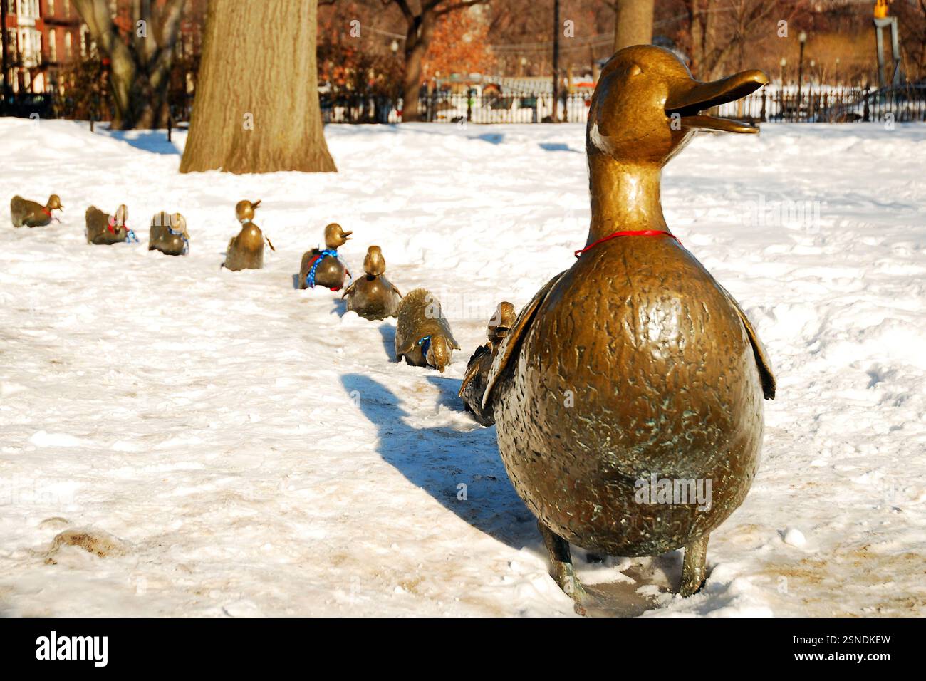 The Ducklings in the Boston Publik Garden make their way through the ...